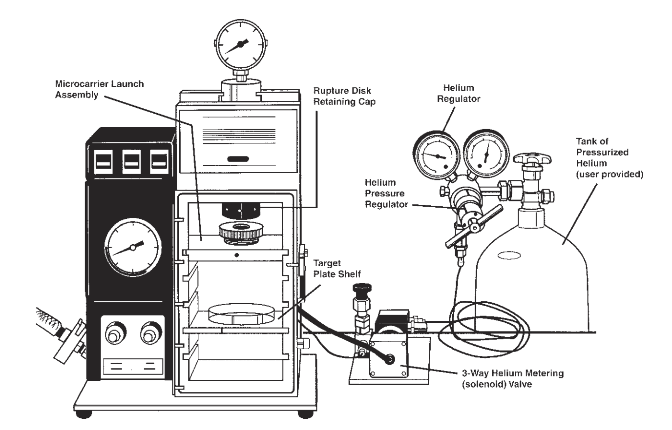 Bombardment (Biolistics) Method for Plant Cells - Principle ...