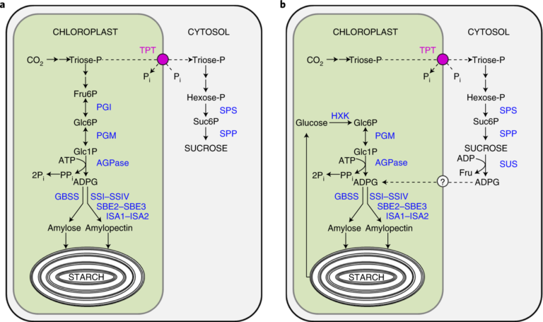 Carbohydrate metabolism In Plant- Synthesis and catabolism of sucrose ...