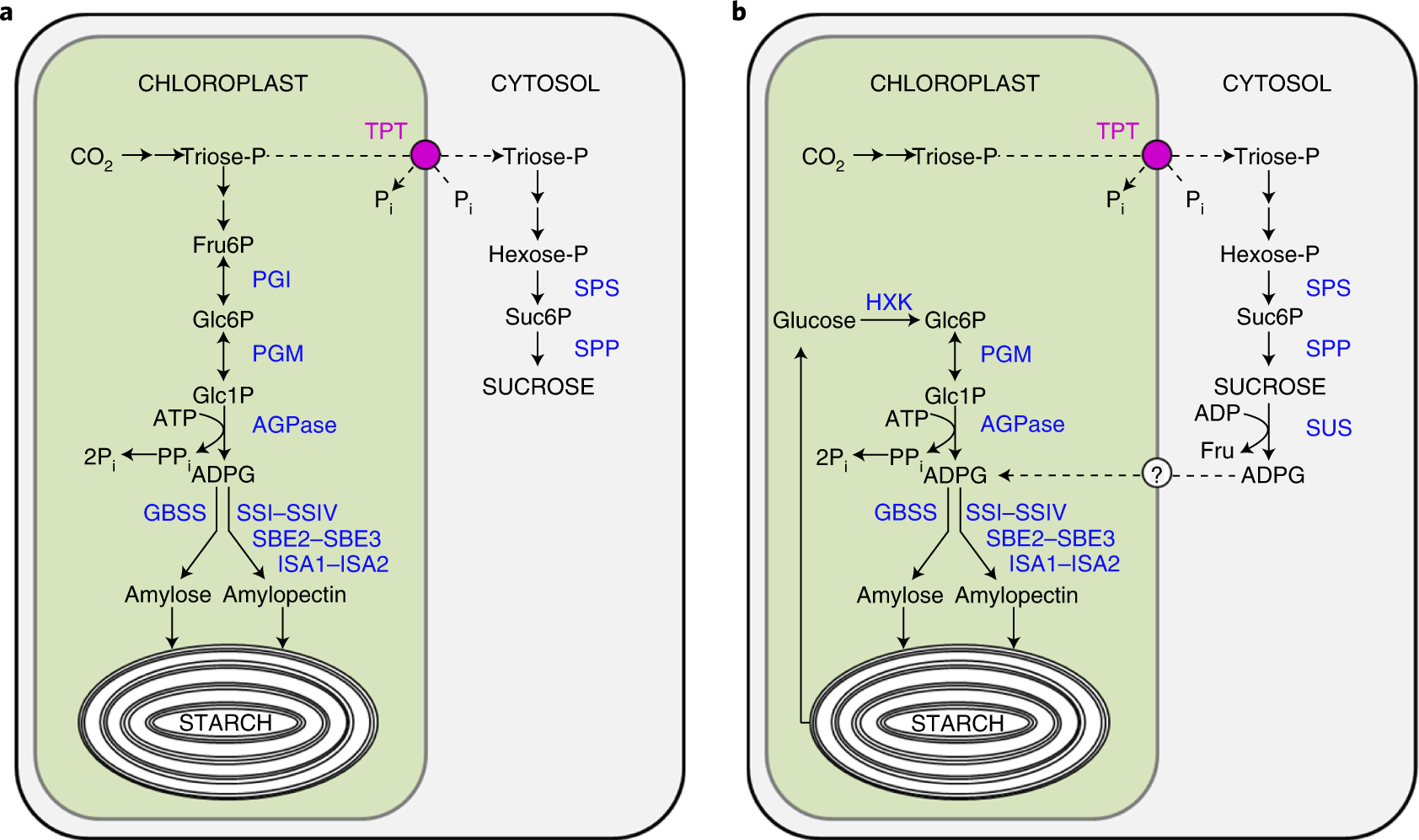 Carbohydrate metabolism In Plant- Synthesis and catabolism of sucrose ...