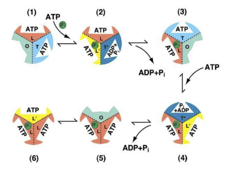 ATP Synthase - Structure, Mechanism, Inhibition, Diseases - Biology ...