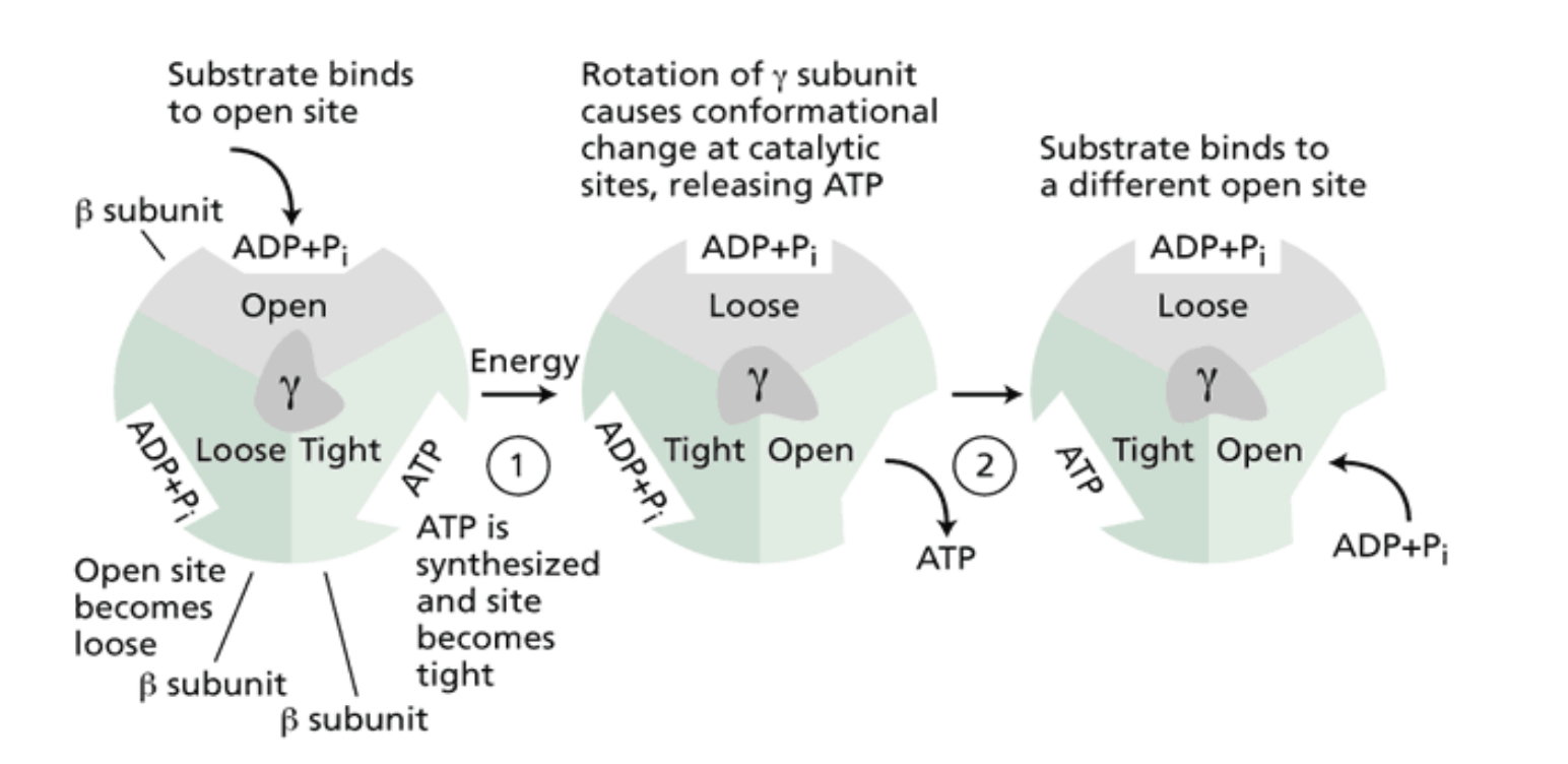 ATP Synthase - Structure, Mechanism, Inhibition, Diseases - Biology ...