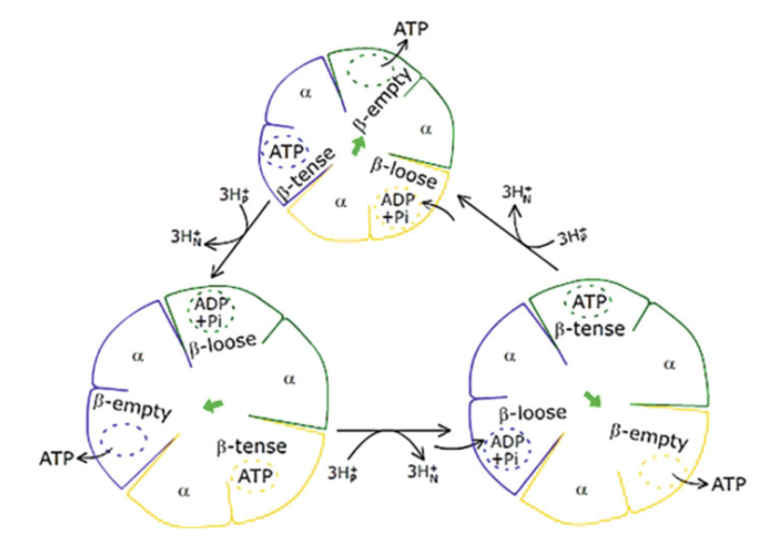 ATP Synthase - Structure, Mechanism, Inhibition, Diseases - Biology ...