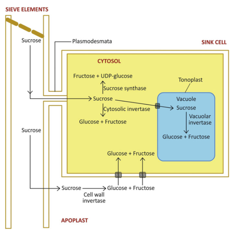 Carbohydrate metabolism In Plant- Synthesis and catabolism of sucrose ...