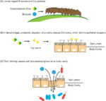 Bt Crops - Definition, Types, Advantages, Limitations - Biology Notes ...