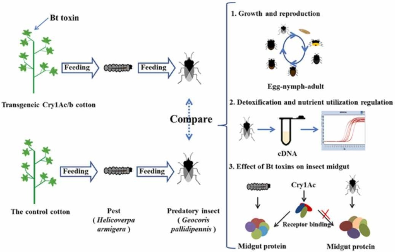 BT Cotton - Definition, Features, Development, Advantages, Limitations ...