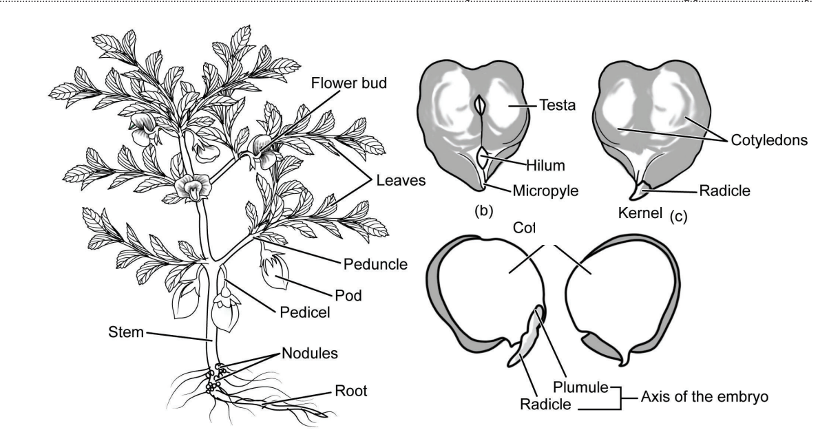 Study legumes through specimens and micro chemical test - Biology Notes ...