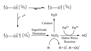 Reactive Oxygen Species (ROS) - Definition, Types, chemistry, Defence ...