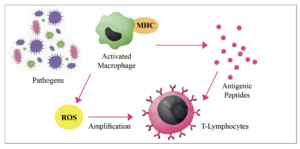 Reactive Oxygen Species (ROS) - Definition, Types, chemistry, Defence ...