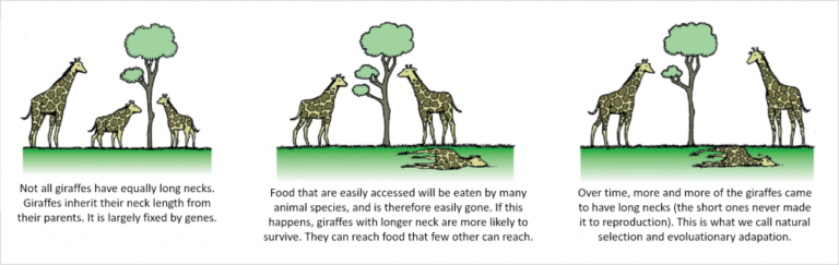 Biological Fitness - Definition, Influence of Factors, Examples ...