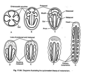 Introduction To Coelomates Metamerism - Biology Notes Online