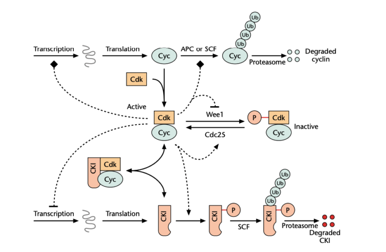 Checkpoints in the Cell Cycle - G1, G2, Metaphase (Spindle) Checkpoints ...