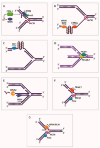 DNA Helicases - Structure, Types, Mechanism, Functions, Examples ...