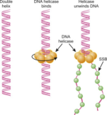DNA Helicases - Structure, Types, Mechanism, Functions, Examples ...