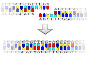 DNA Ligase - Structure, Types, Mechanism, Functions - Biology Notes Online