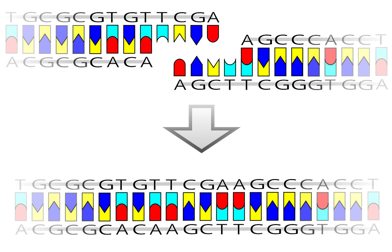 DNA Ligase - Structure, Types, Mechanism, Functions - Biology Notes Online