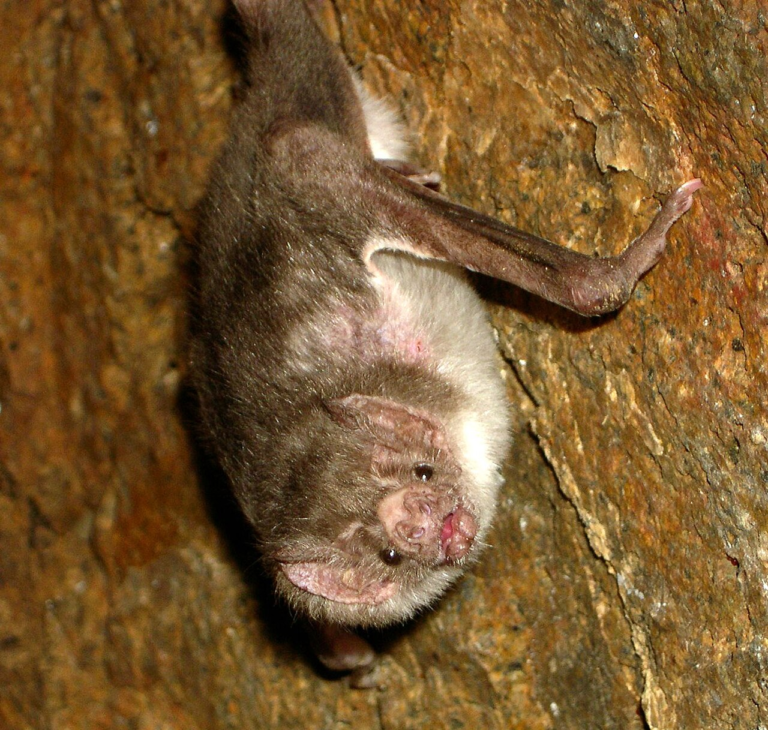 Parasitic Vertebrates - Cookiecutter shark, Candiru, Hood Mockingbird ...