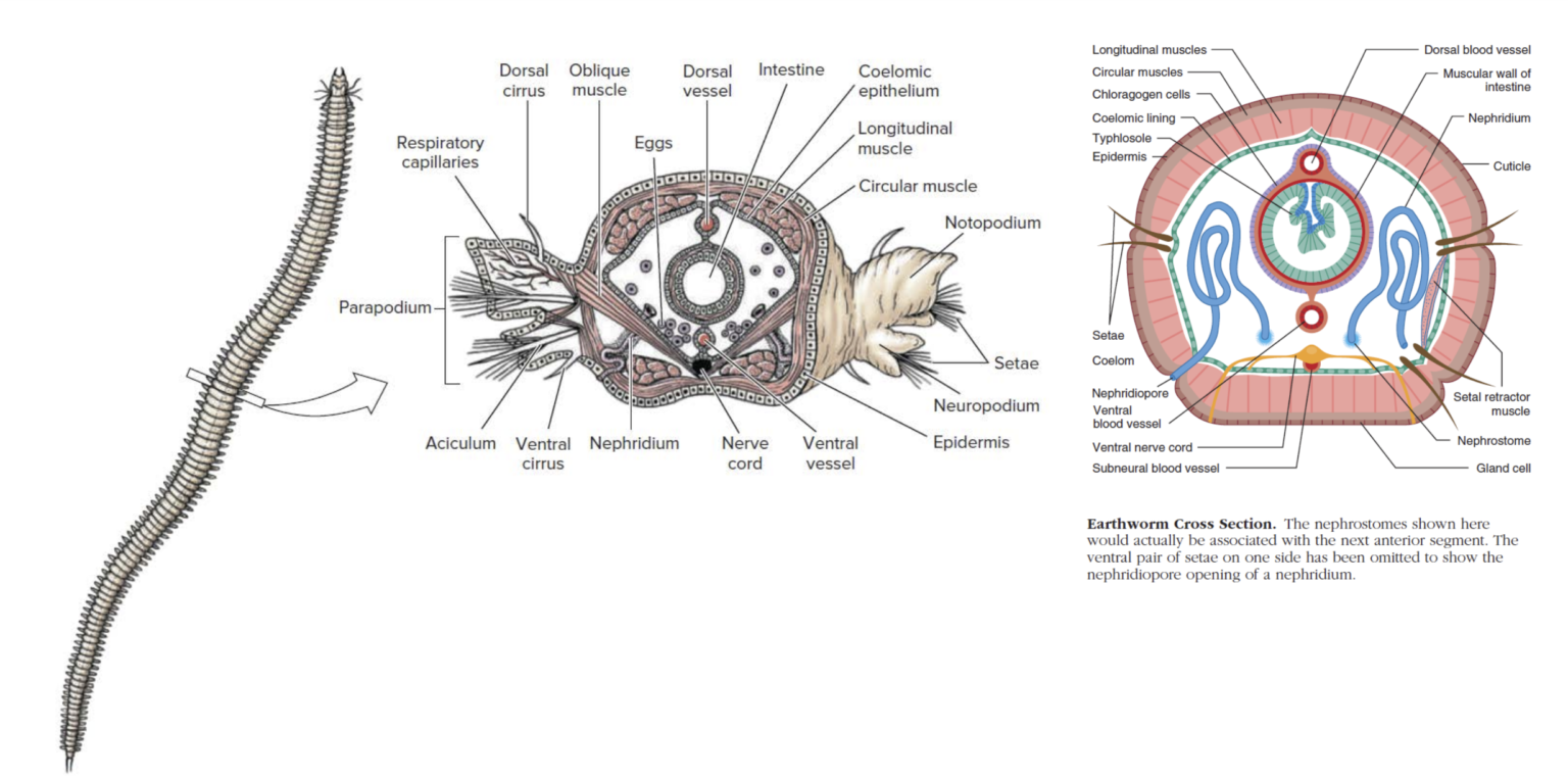 Excretion In Annelida - Nephridia - Biology Notes Online