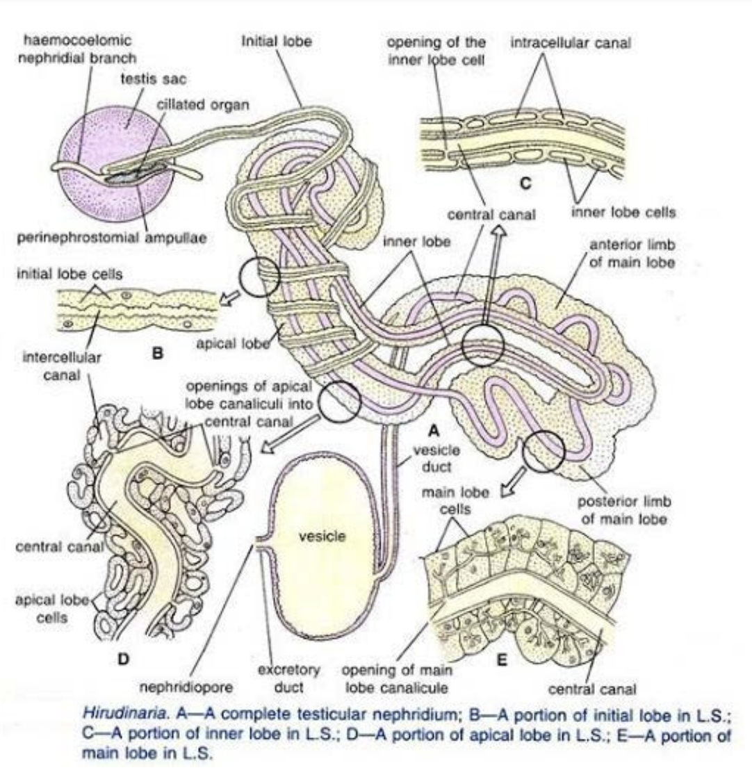 Excretion In Annelida - Nephridia - Biology Notes Online