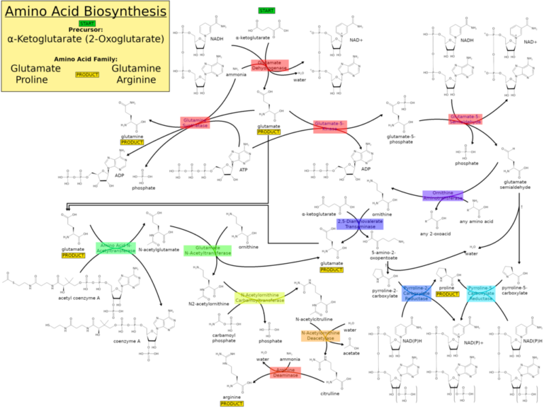 Amino Acids - Physical Properties, Structure, Classification, Functions ...