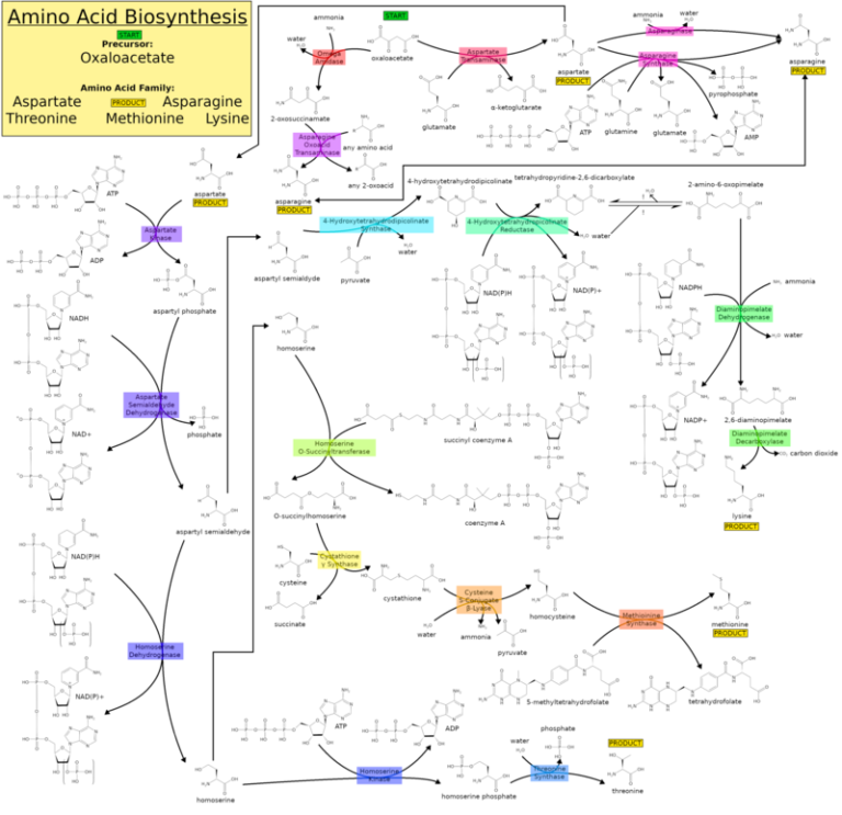 Amino Acids - Physical Properties, Structure, Classification, Functions ...