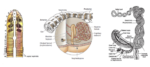 Excretion in Annelida - Nephridia - Biology Notes Online