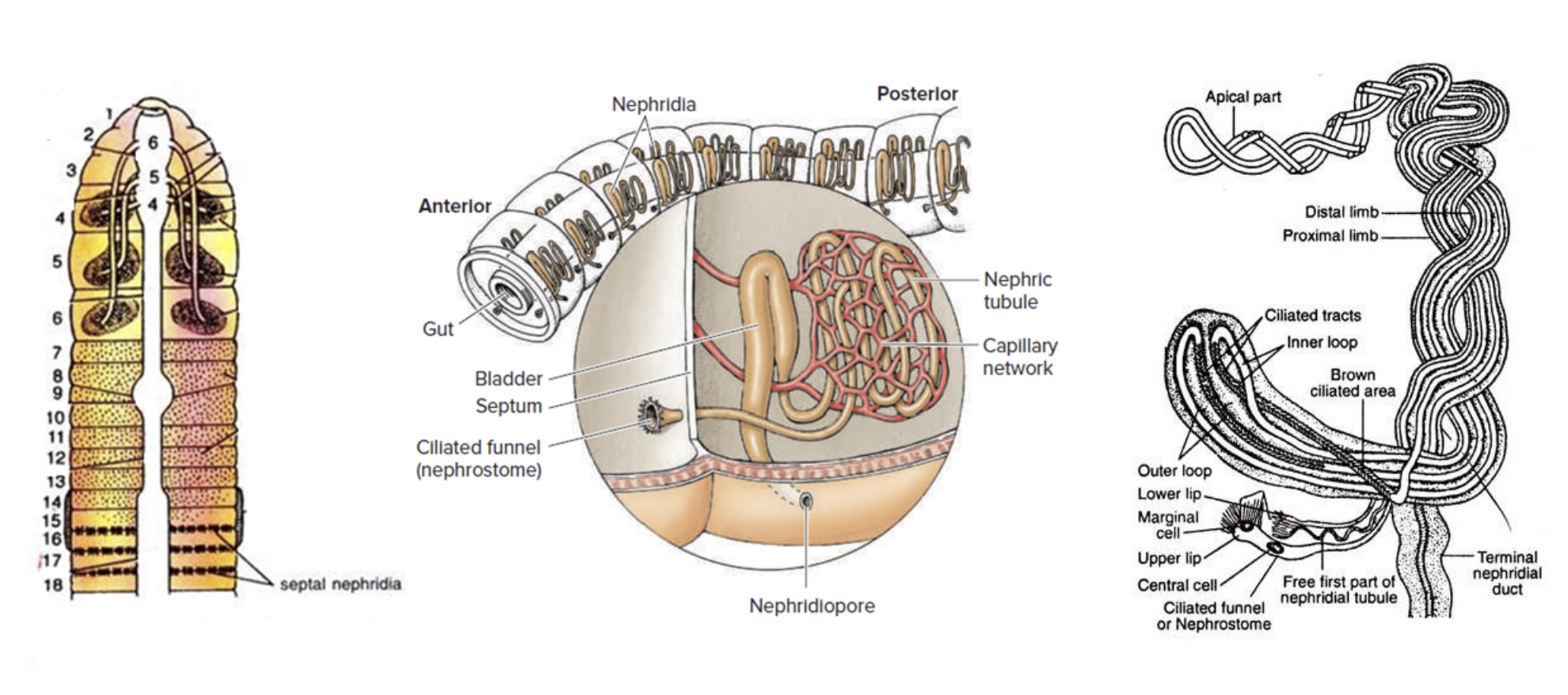 Earthworm Nephridia Function