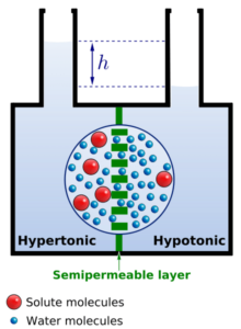 Osmosis - Definition, Types, Mechanism, Significance, Examples ...