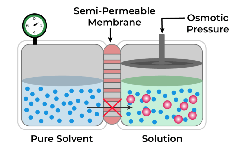 Osmosis - Definition, Types, Mechanism, Significance, Examples ...