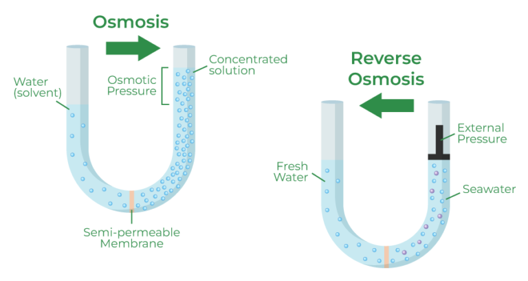 Osmosis - Definition, Types, Mechanism, Significance, Examples ...