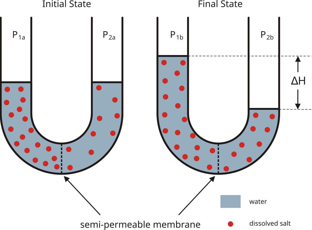 Osmosis - Definition, Types, Mechanism, Significance, Examples ...