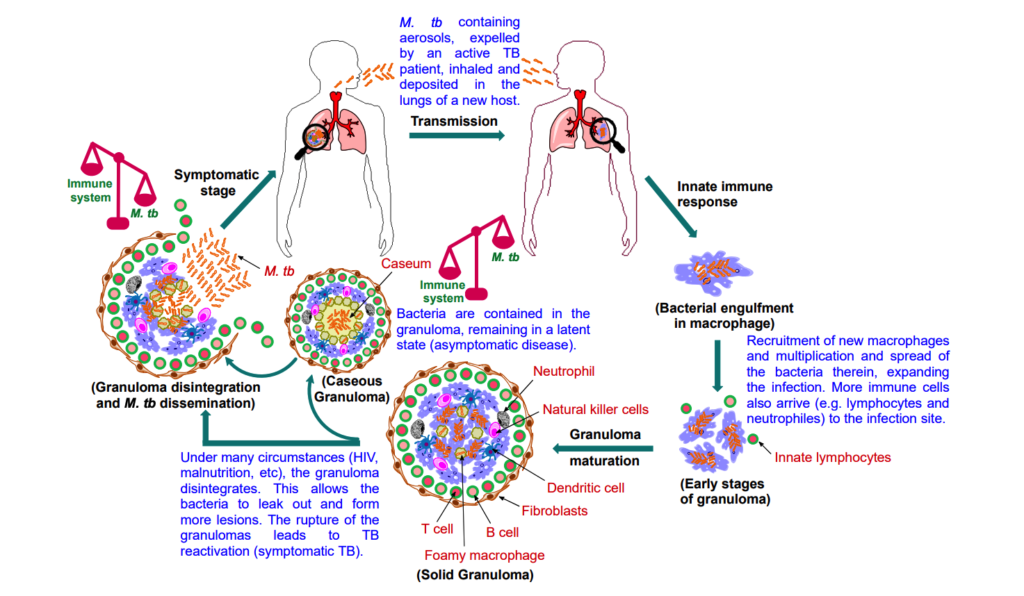 Mycobacterium Tuberculosis Labelled Diagram