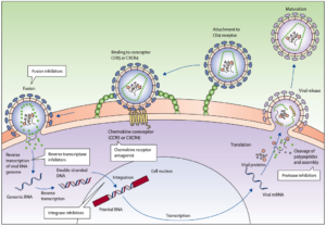 Human Immunodeficiency Virus (HIV) - Overview - Biology Notes Online