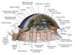 Respiration in Mollusca - Biology Notes Online