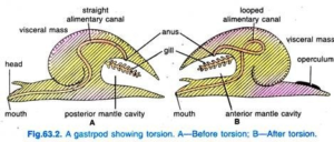 Torsion And Detorsion In Gastropoda - Biology Notes Online