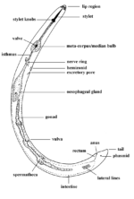 Nematodes - Morphology, Classification, Examples - Biology Notes Online