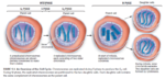 Cell Division - Definition, Types, Mitosis, Meiosis, Cell cycle ...