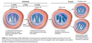 Cell Division - Definition, Types, Mitosis, Meiosis, Cell cycle ...