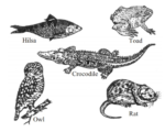 Phylum Chordata - Characteristics and Classification - Biology Notes Online