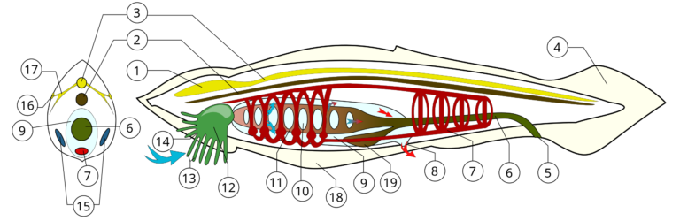 Phylum Chordata - Characteristics and Classification - Biology Notes Online