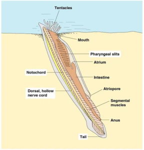 Protochordata - Characteristics and Classification - Biology Notes Online