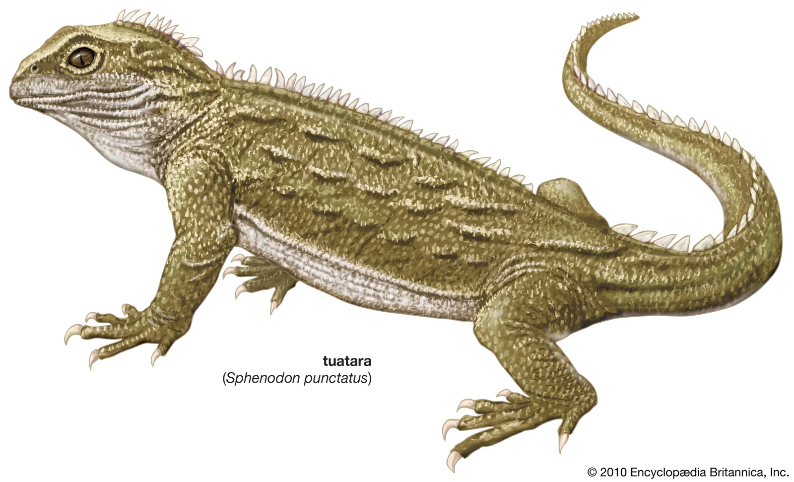 Sphenodon - Morphology, Anatomy, Habitat, Distribution, Affinities ...