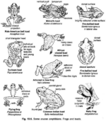 Amphibian - Characteristics, Origin, Morphology, Classification ...