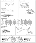 Origin of Tetrapods (Amphibia) - Biology Notes Online