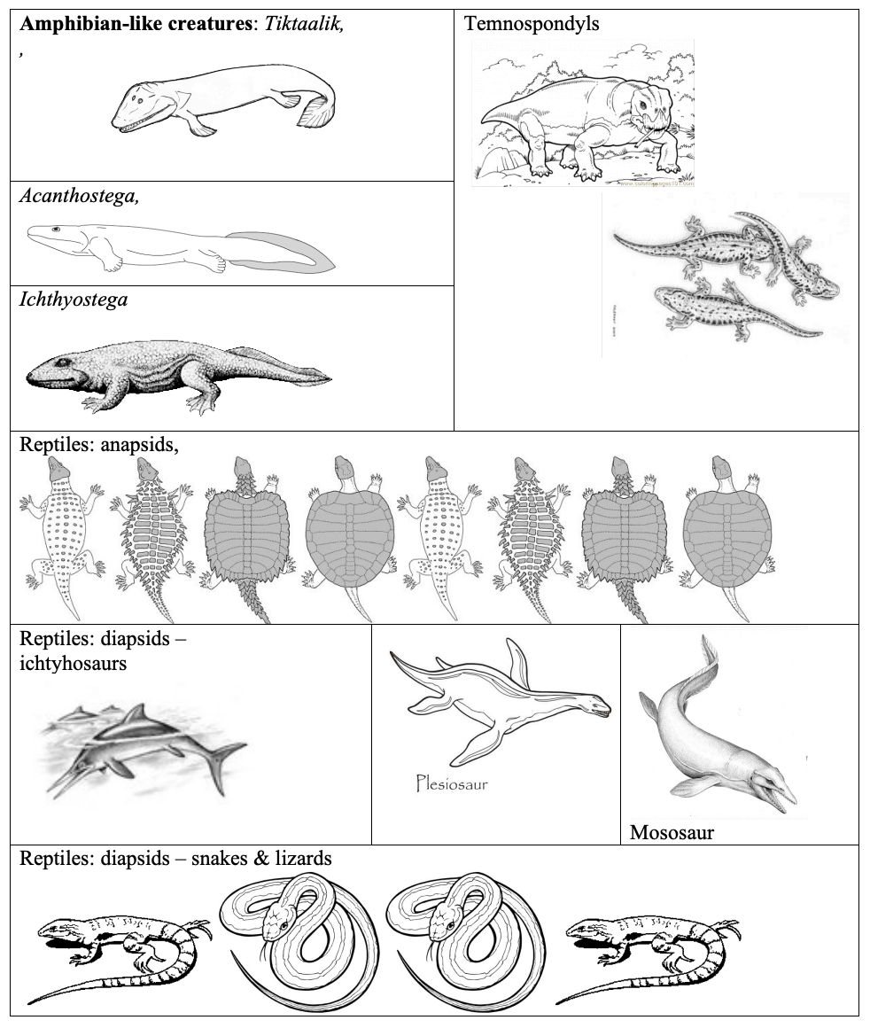 Origin of Tetrapods (Amphibia) - Biology Notes Online