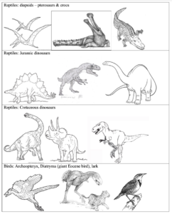 Origin of Tetrapods (Amphibia) - Biology Notes Online