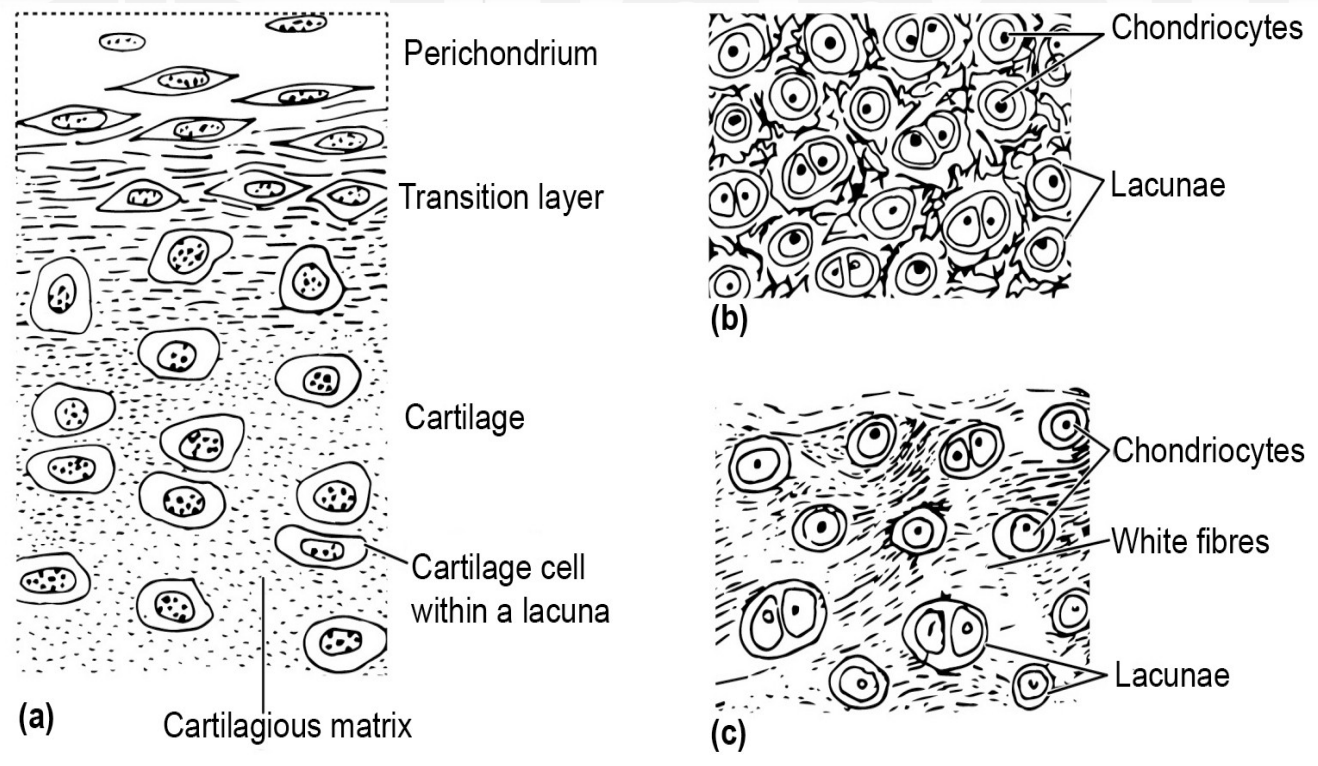 Skeletal System In Vertebrates - Axial and Appendicular Skeleton ...