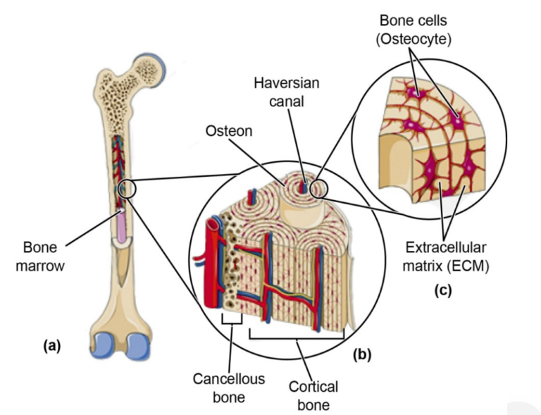Skeletal System In Vertebrates - Axial and Appendicular Skeleton ...
