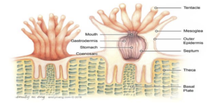 Coral Reefs - Types, Structure, Habitat, Formation, Importance ...