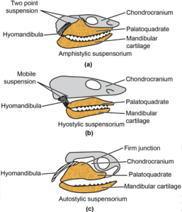 Skeletal System In Vertebrates - Axial And Appendicular Skeleton ...
