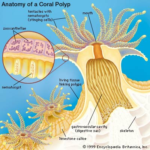 Coral Reefs - Types, Structure, Habitat, Formation, Importance ...
